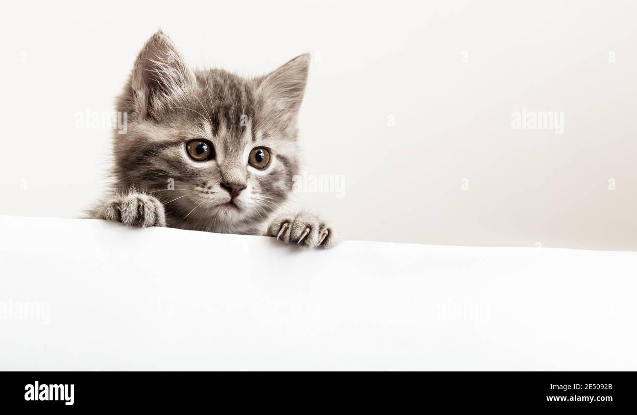 Kitten head with paws up peeking over blank white sign placard. Pet ...