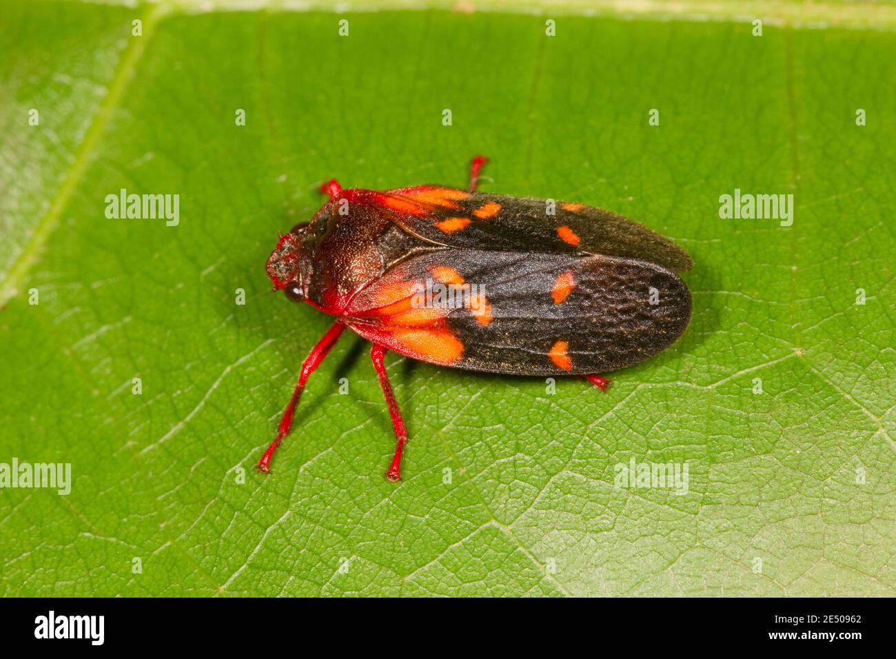 Homoptera High Resolution Stock Photography and Images - Alamy