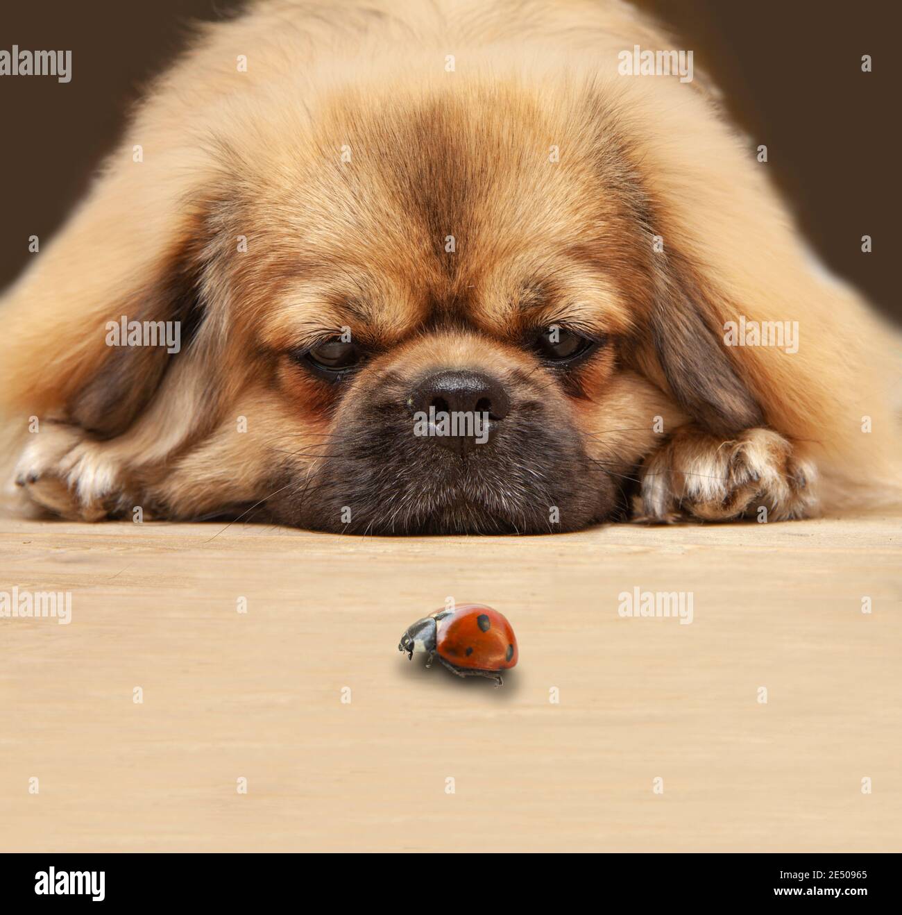 Ladybu hi-res stock photography and images - Alamy