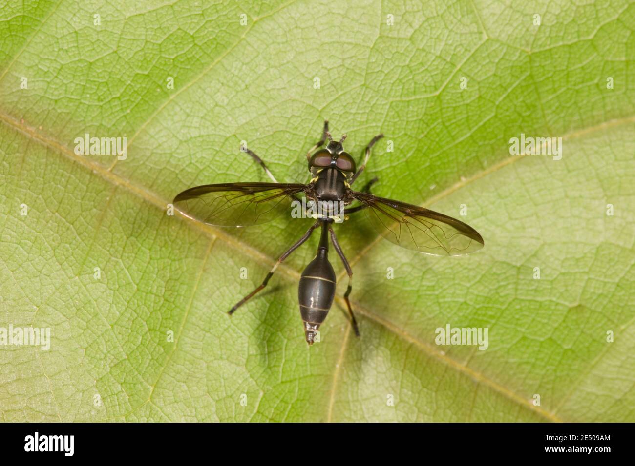 Syrphidae hi-res stock photography and images - Alamy