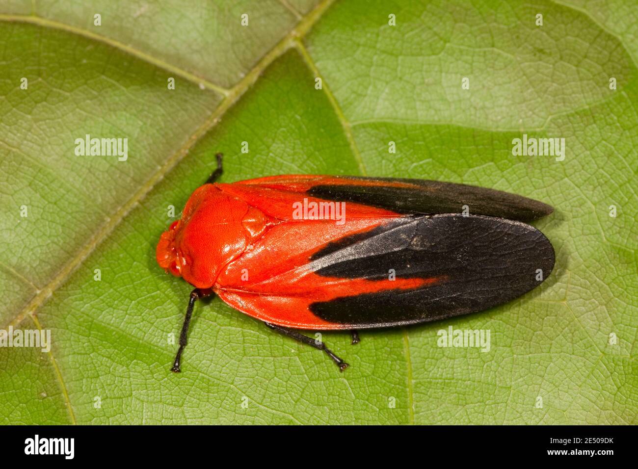 Spittle bug hi-res stock photography and images - Alamy