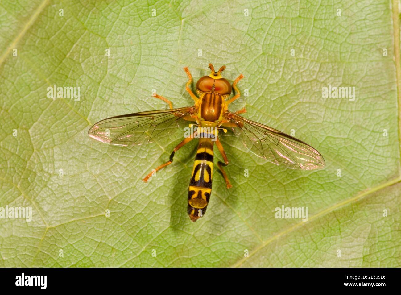 Mimic hover fly hi-res stock photography and images - Alamy
