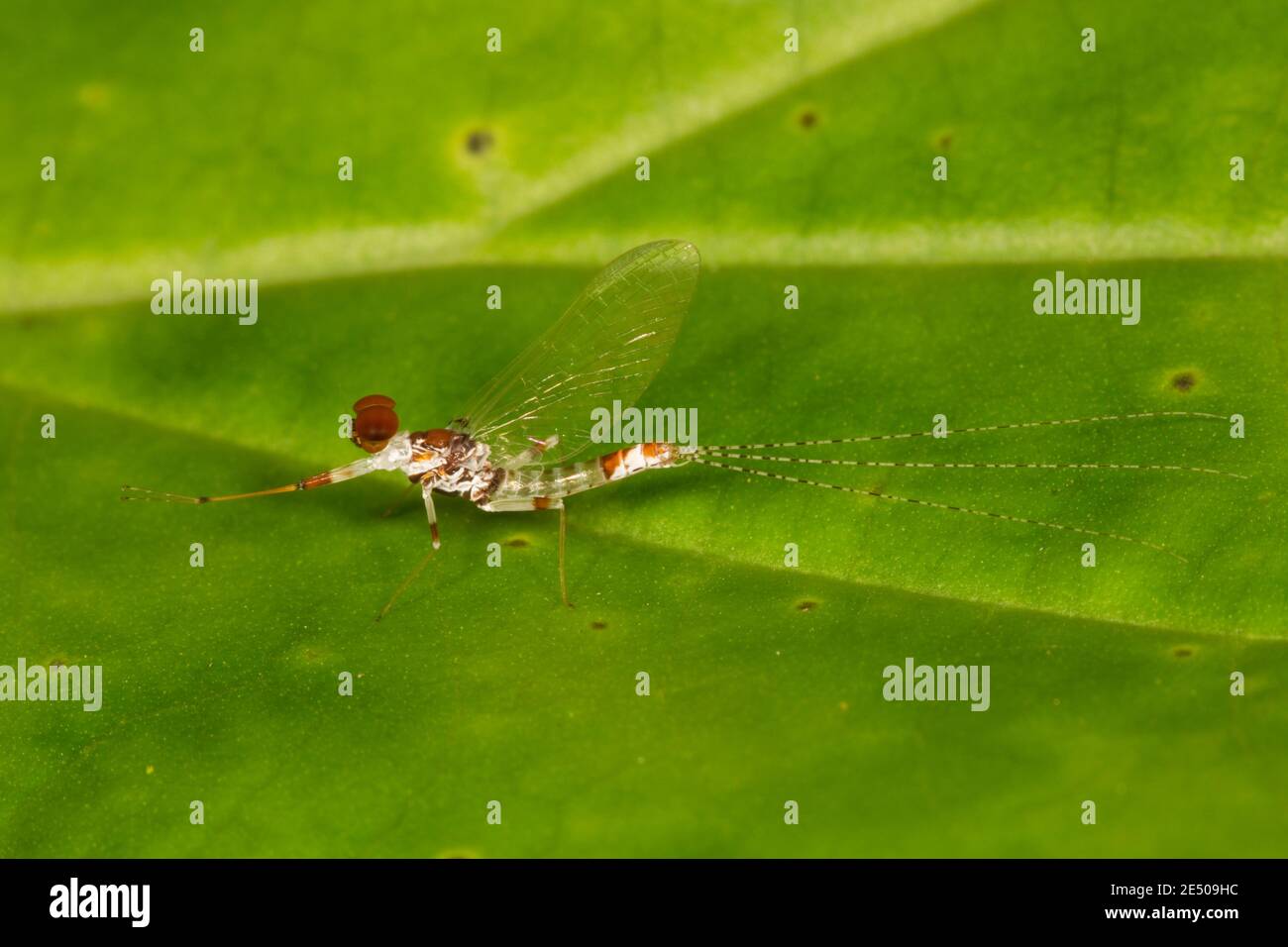 Ephemeroptera hi-res stock photography and images - Alamy