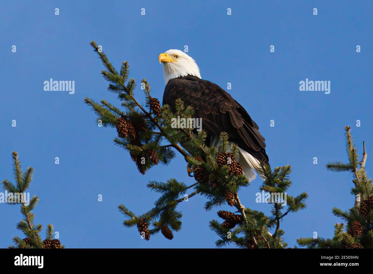 bald eagle in a tree Stock Photo - Alamy