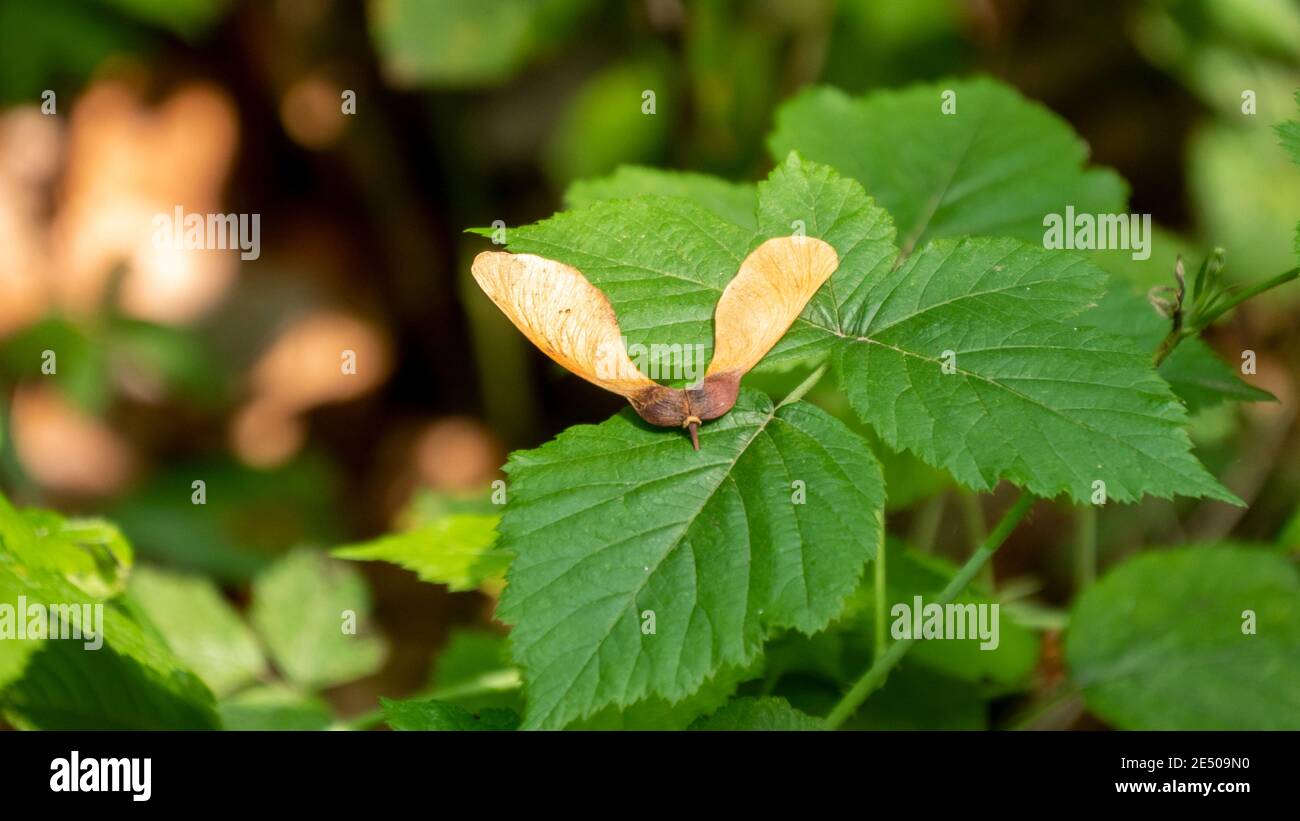Seeds nature hi-res stock photography and images - Alamy