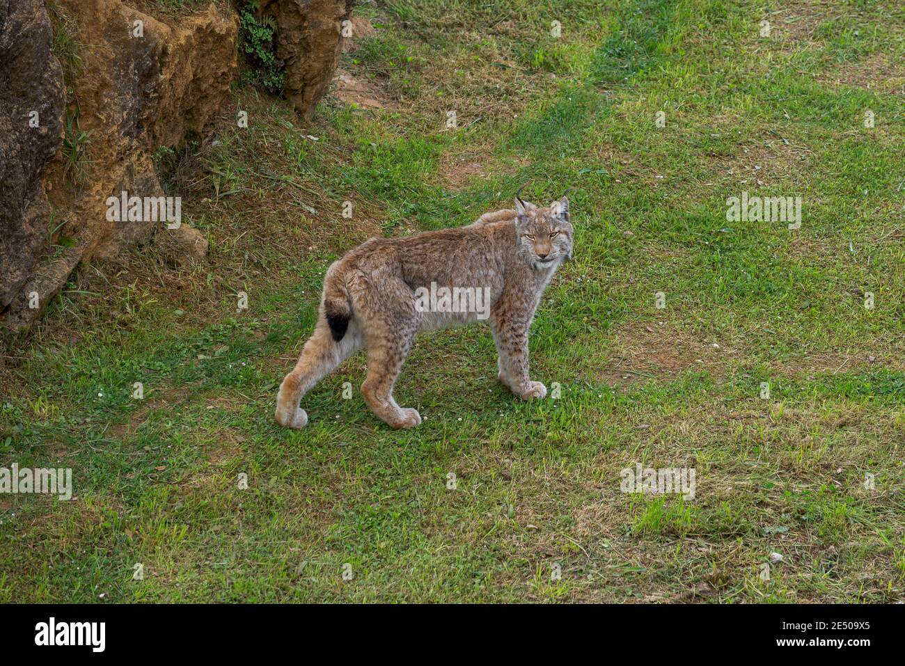 Eurasian lynx, Lynx lynx. It is a wildcat native to Northern, Central ...