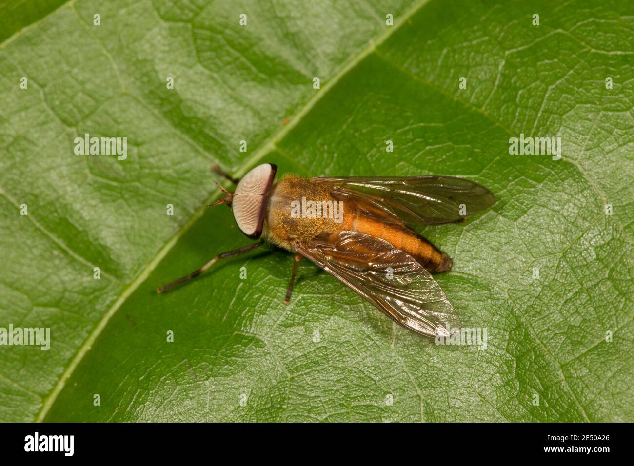 Tabanidae hi-res stock photography and images - Alamy