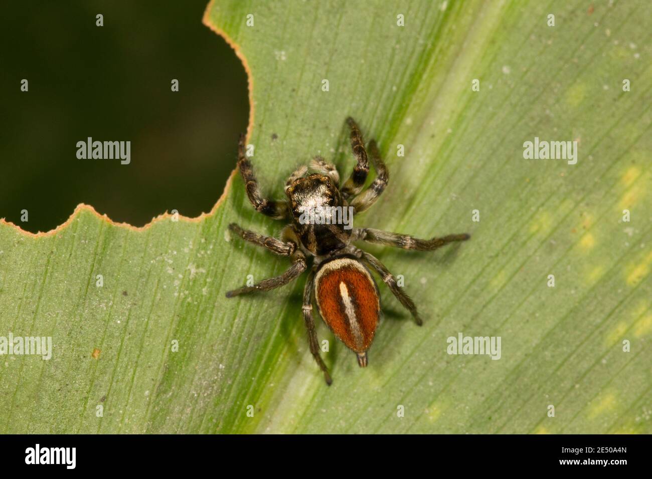 Tropical salticidae hi-res stock photography and images - Alamy
