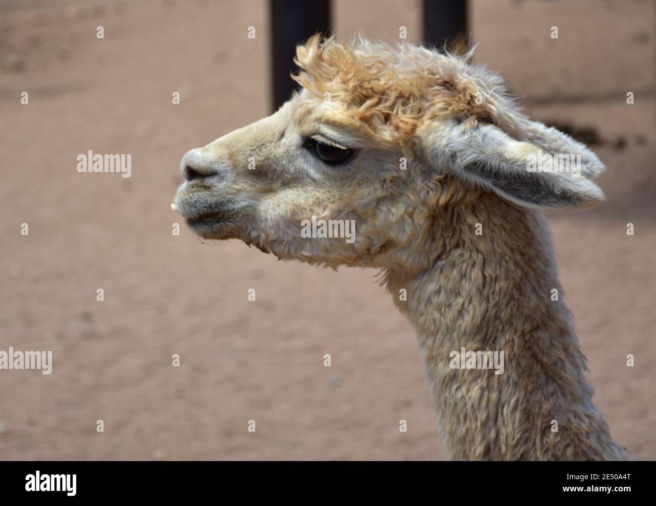 Side profile of a white alpaca with a dirt ground Stock Photo - Alamy