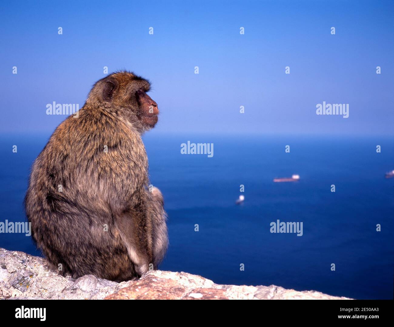 Close up of a wild Macaque or Gibraltar monkey, one of the most famous ...
