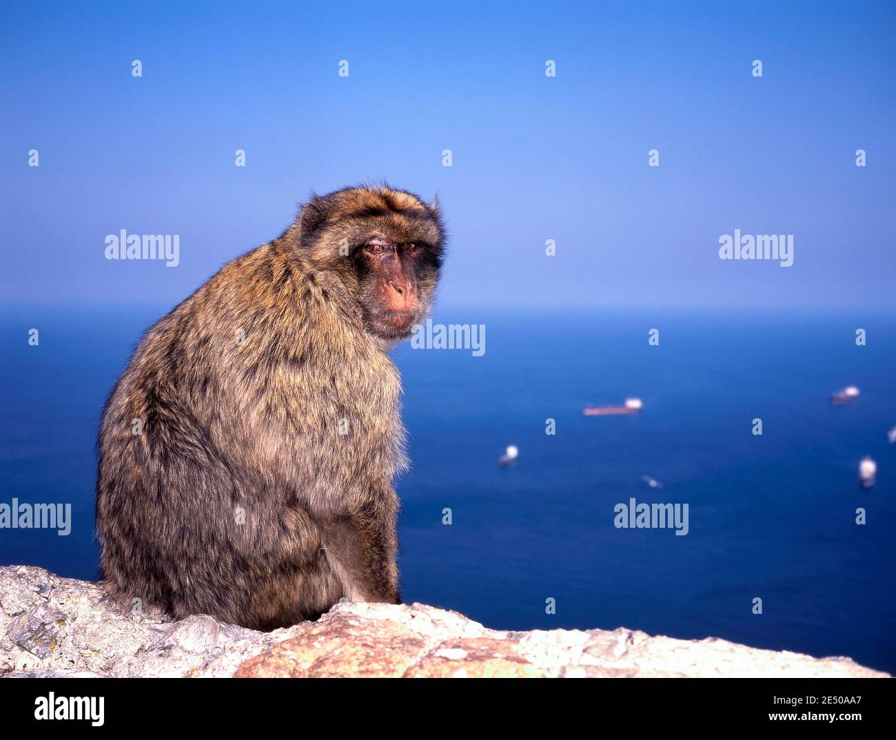 Close up of a wild macaque or Gibraltar monkey, one of the most famous ...