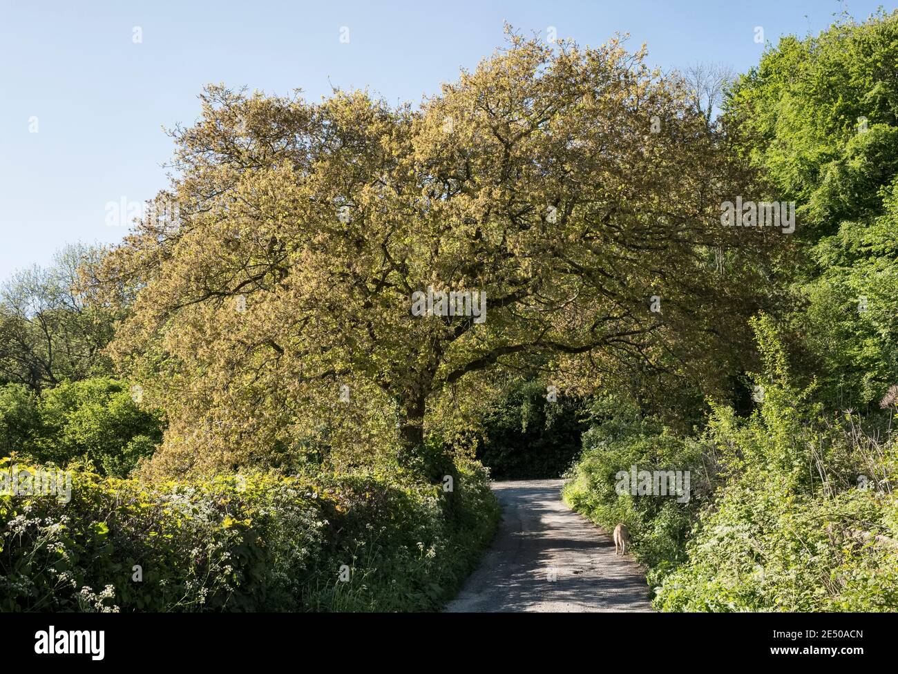 Oak tree lane hi-res stock photography and images - Alamy