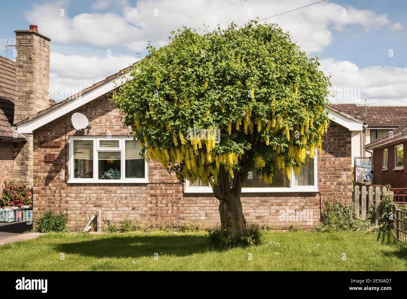 An old laburnum tree (Laburnum anagyroides, Golden Chain), pruned to ...