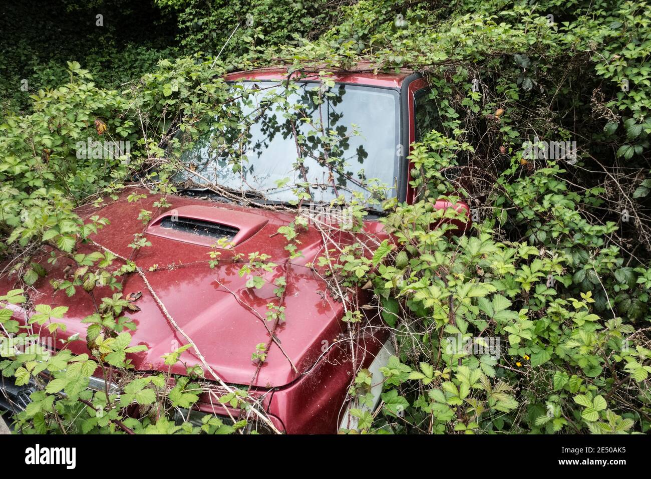 Overgrown with brambles hi-res stock photography and images - Alamy