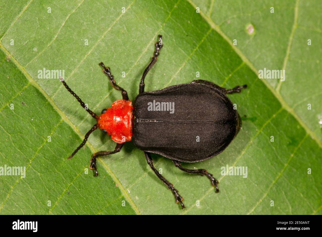 Tropical beetle hi-res stock photography and images - Alamy