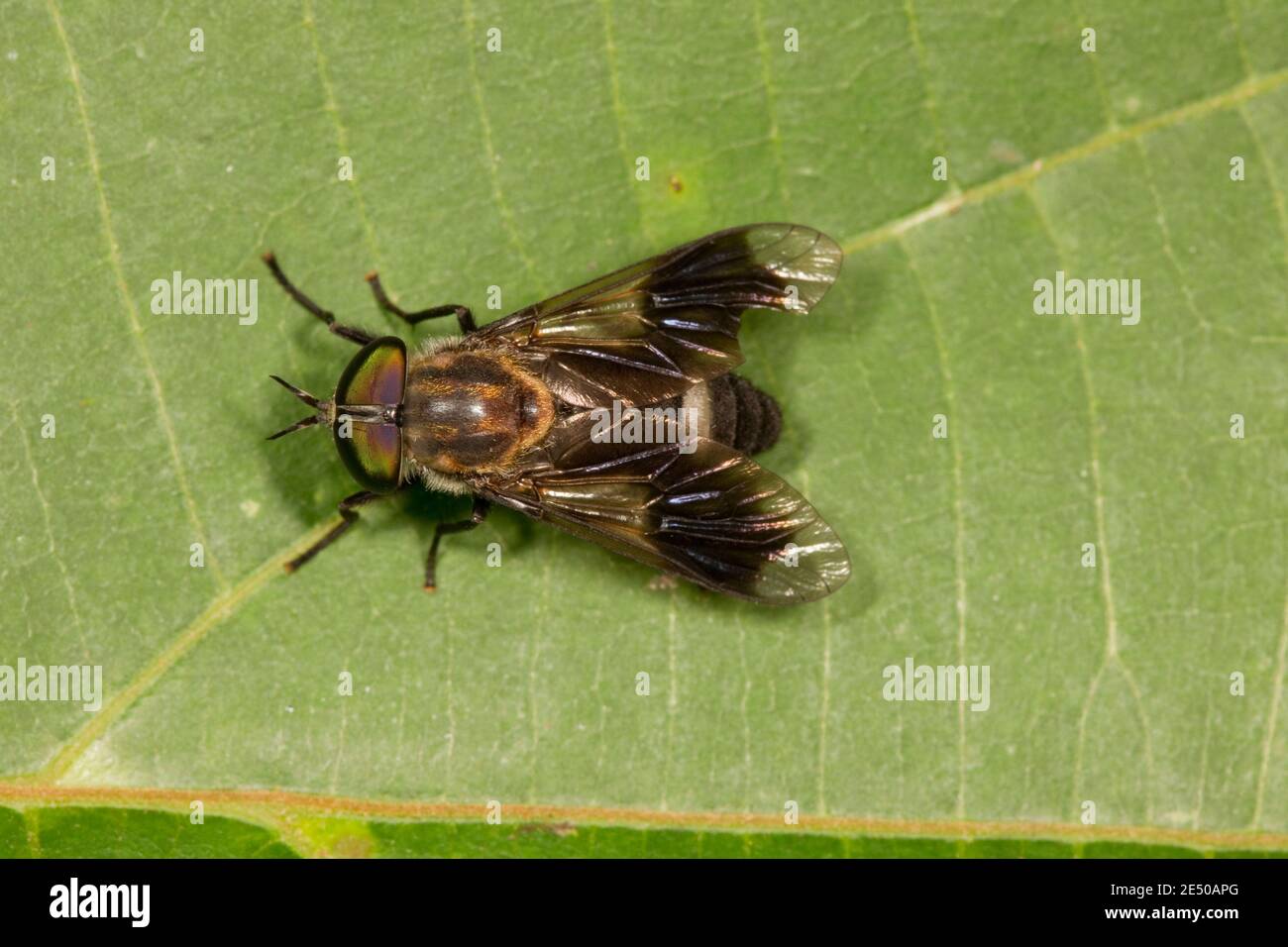 Horse Fly, Tabanidae Stock Photo - Alamy