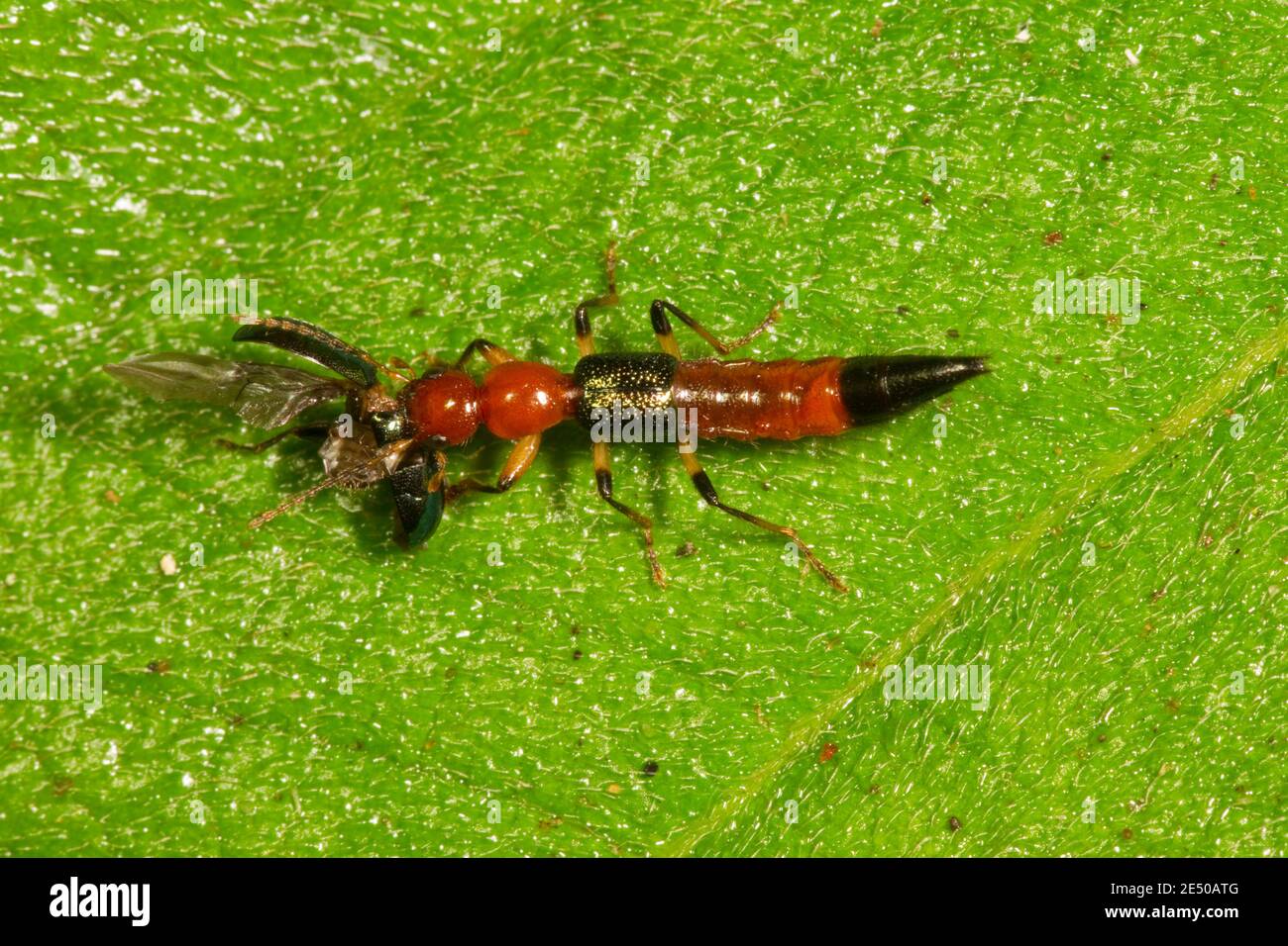 Predator beetle hi-res stock photography and images - Alamy