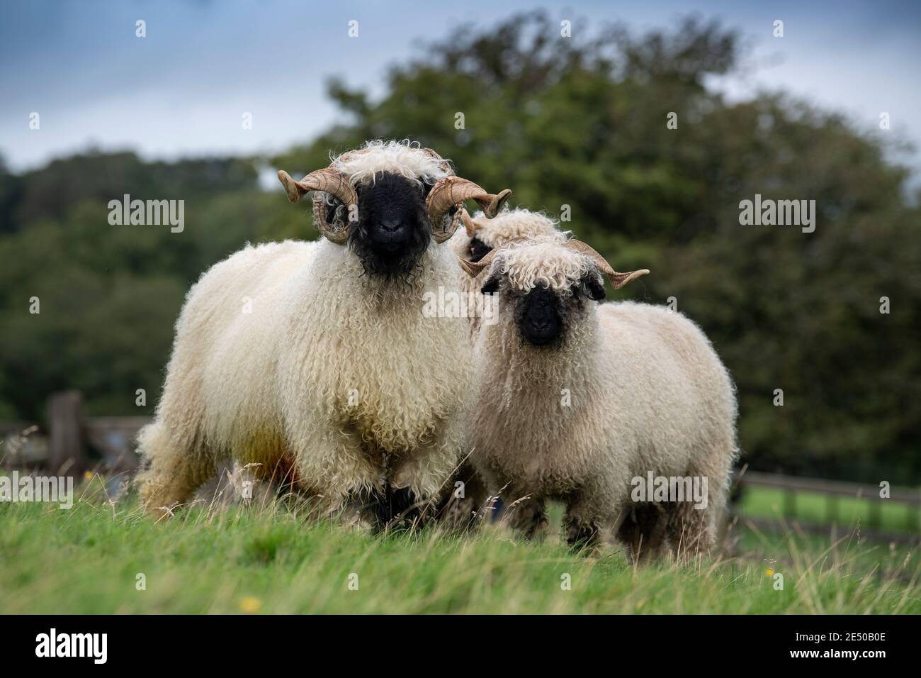 Valais Blacknose ram with females, North Yorkshire, UK Stock Photo - Alamy