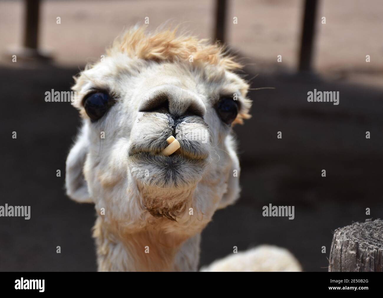 White alpaca with his teeth crossed and sticking out Stock Photo - Alamy