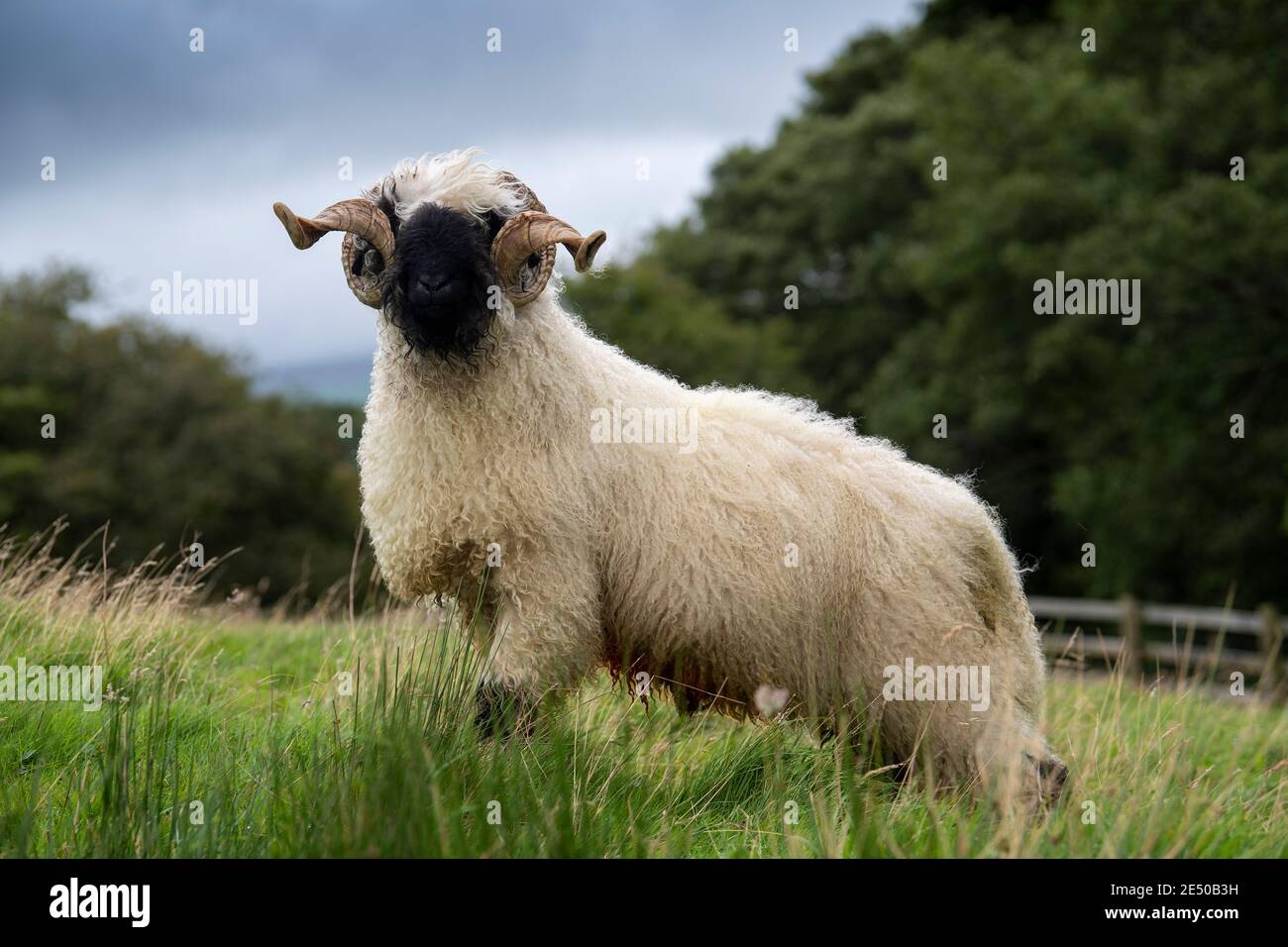 Valais Blacknose ram, a mountain breed from Switzerland imported into ...