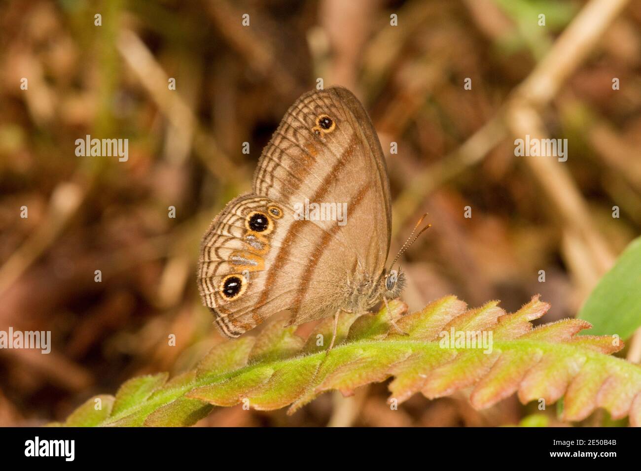 Satyr Butterfly, Cissia myncea, Satyridae Stock Photo - Alamy