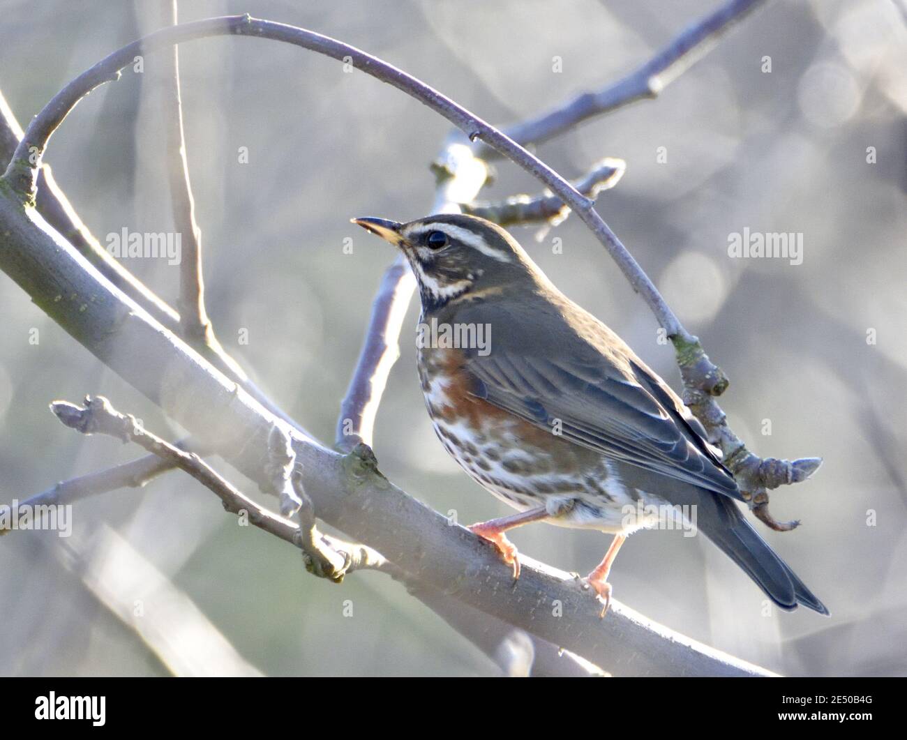 Redwing bird uk hi-res stock photography and images - Alamy