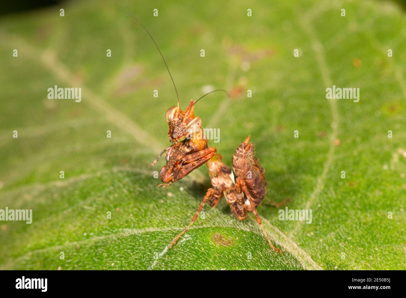Praying mantis nymph hi-res stock photography and images - Alamy
