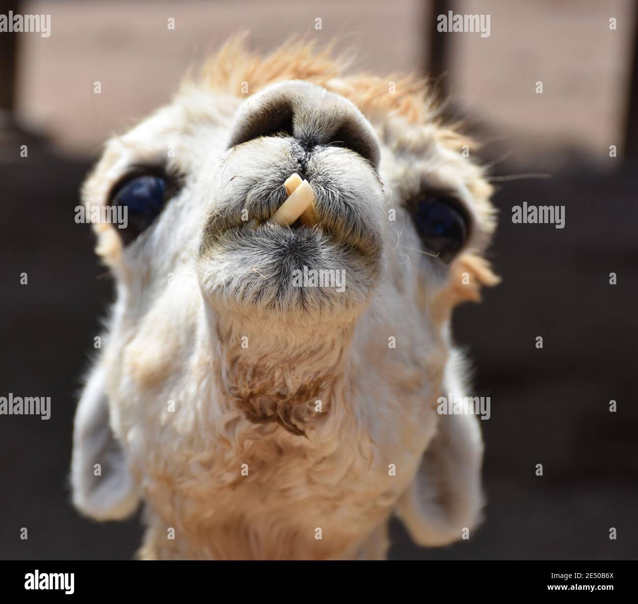 Up close look into the face of a white alpaca Stock Photo - Alamy