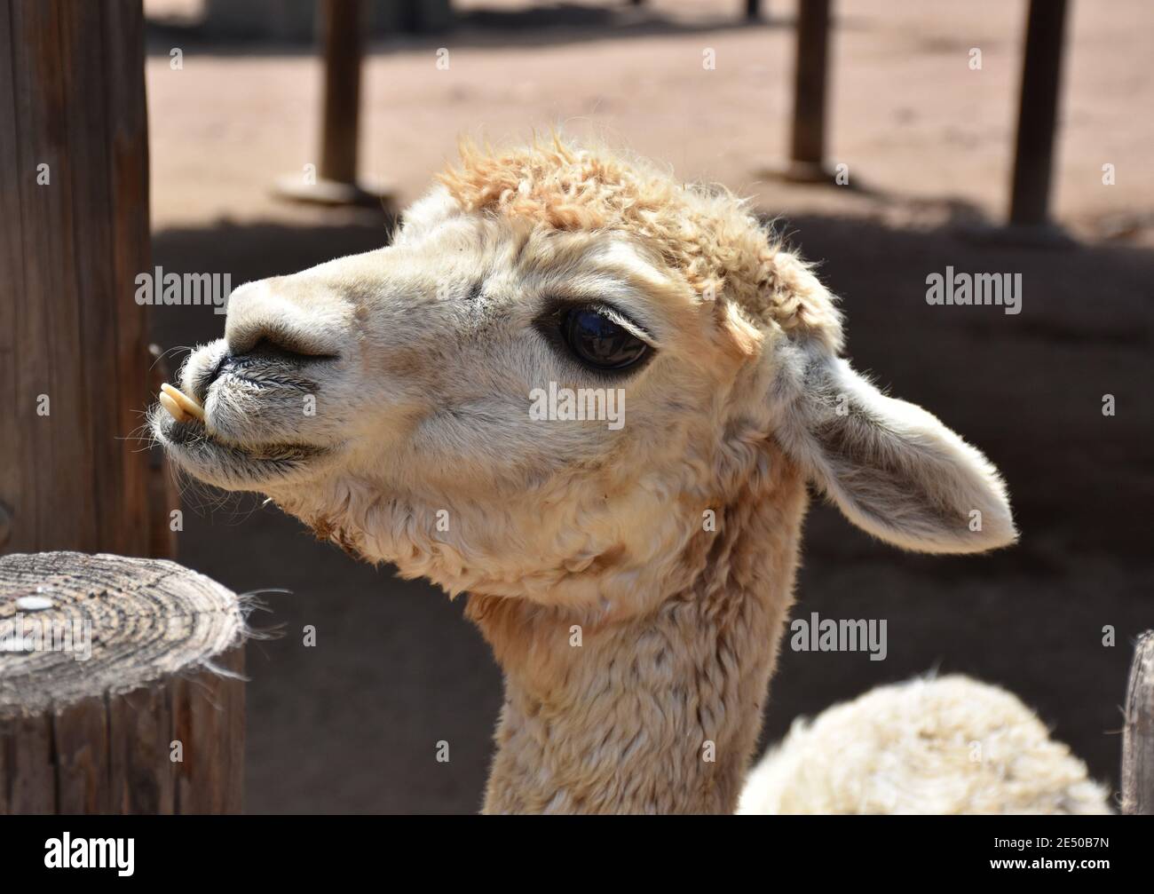 White alpaca with his teeth sticking out Stock Photo - Alamy