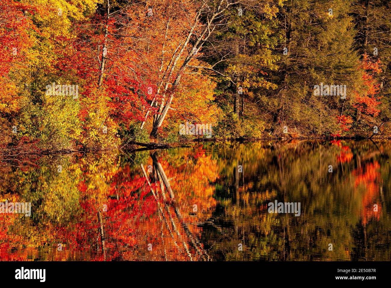 Fall colors and reflections, Delaware Water Gap, PA Stock Photo - Alamy
