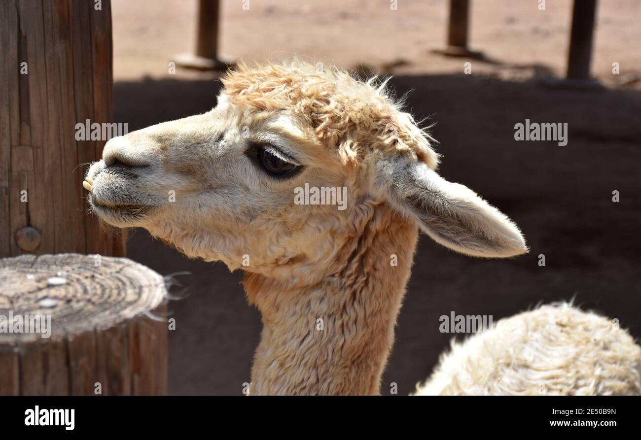 Cute side profile of a shaggy white alpaca Stock Photo - Alamy