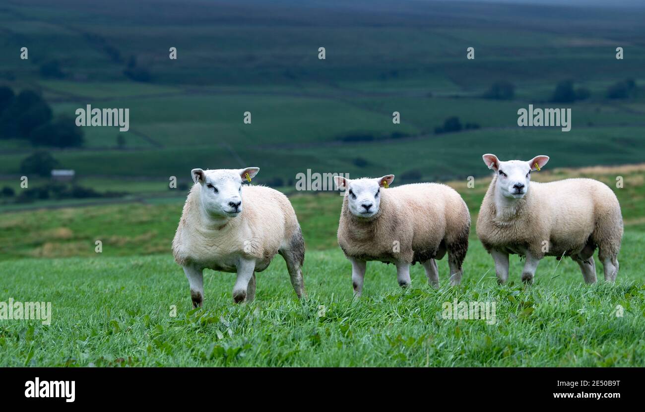 Texel ram lambs in a lush pasture, North Yorkshire, UK Stock Photo - Alamy