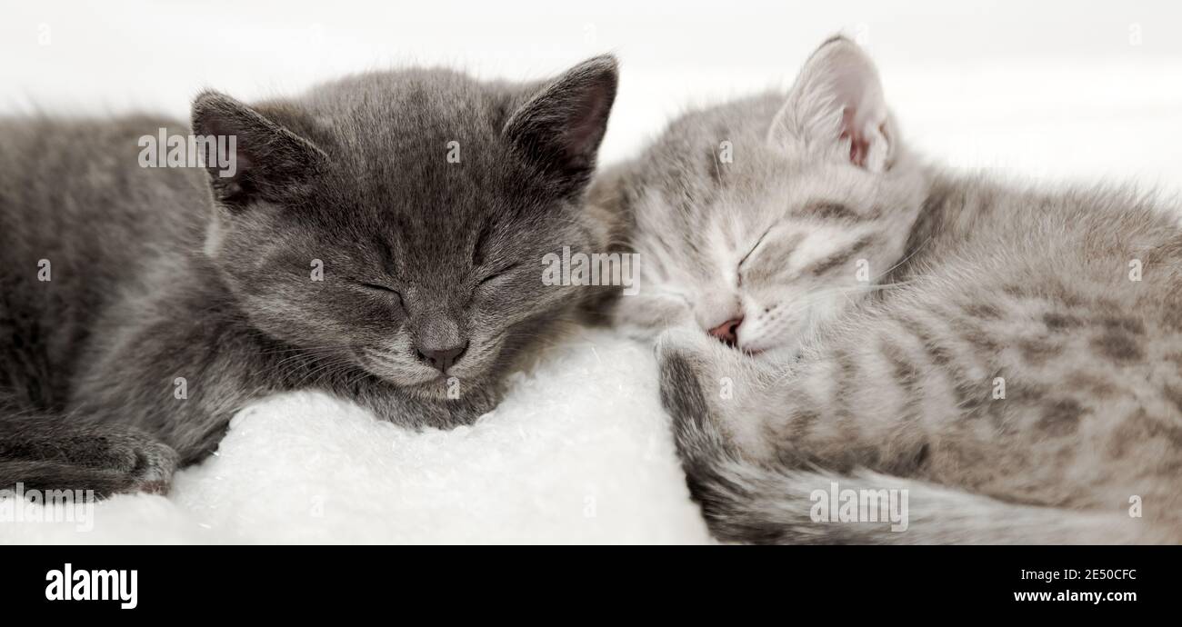 Romantic Couple Kiss Nose High Resolution Stock Photography and Images ...