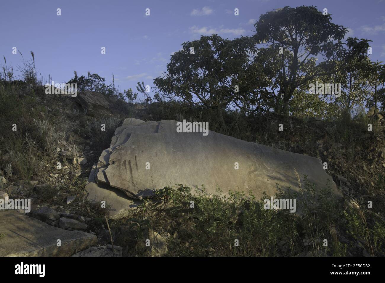Stones and Trees in Brazil Stock Photo - Alamy