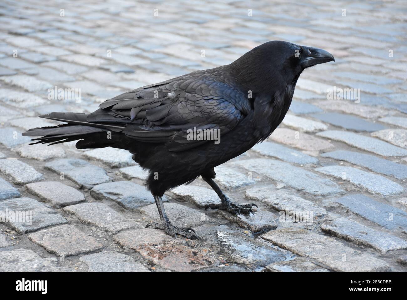 Side profile of a very large black raven standing on cobblestones Stock ...