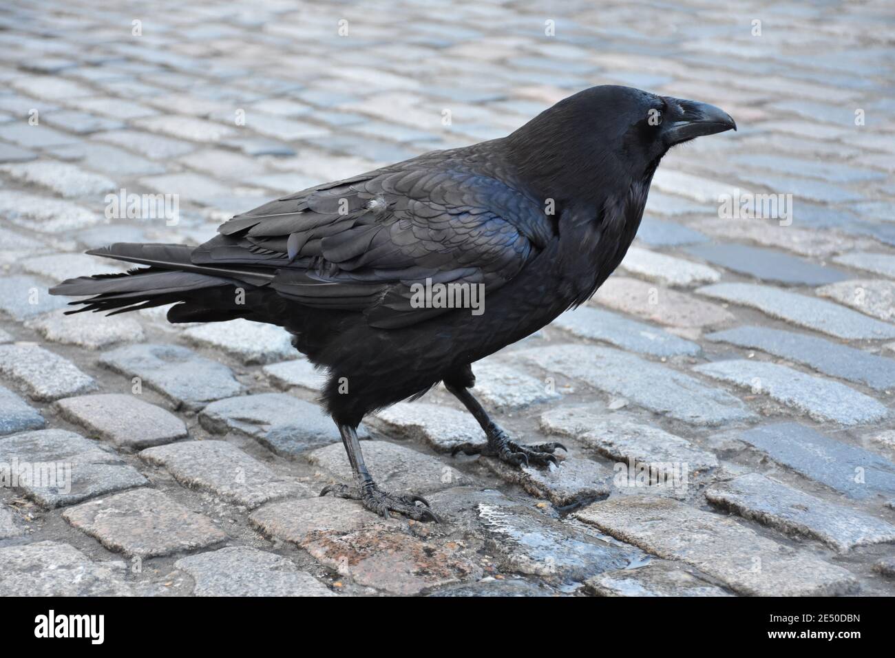 Side profile of a large black crow on cobblestones Stock Photo - Alamy