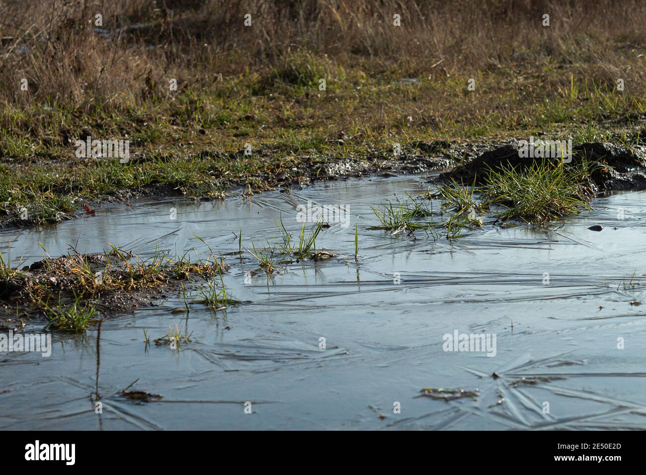 The puddle and swamp are covered with ice. Ice and frost bound the ...