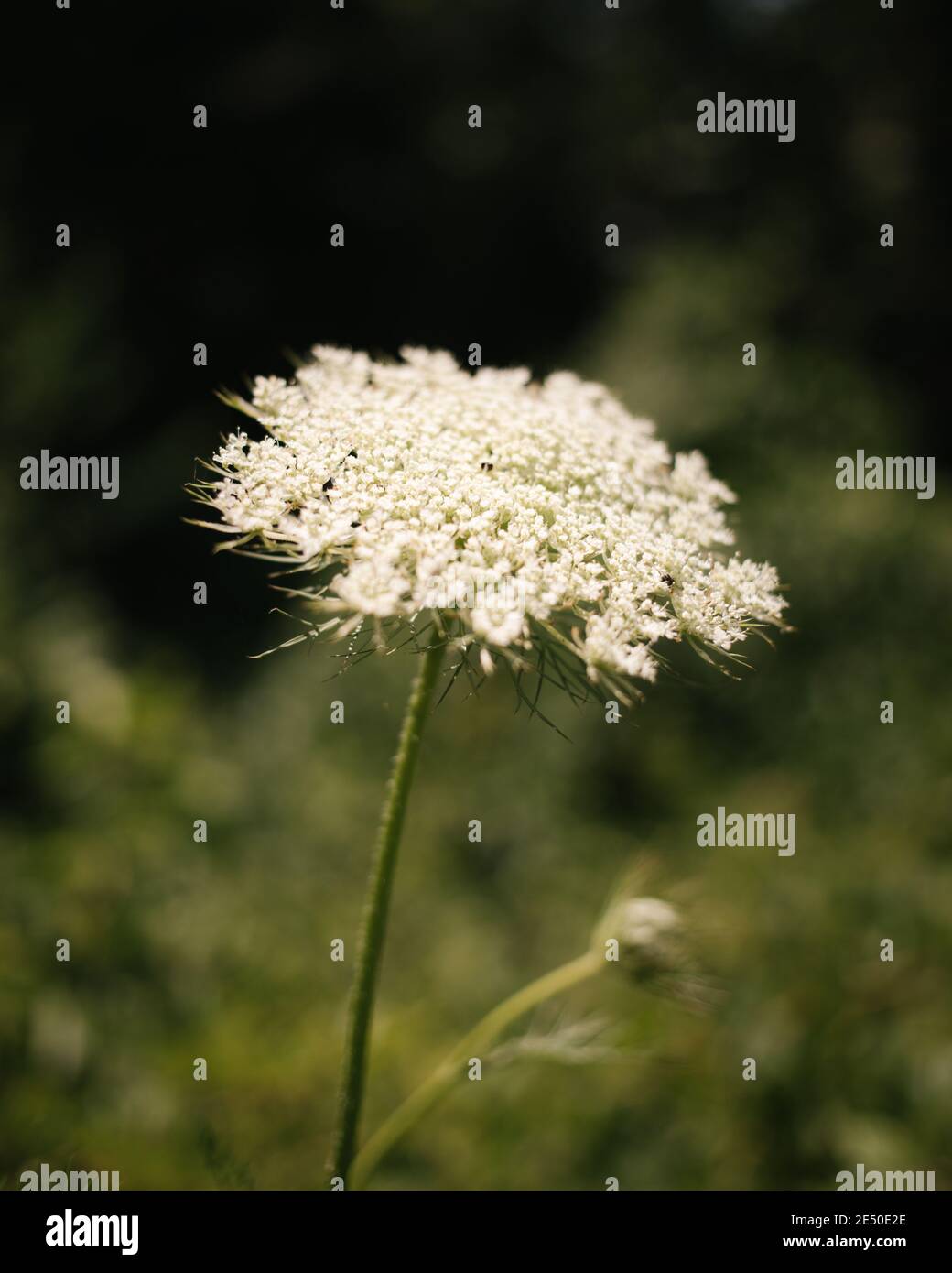 Close Up of White Budding Flower with Shallow Depth of Field, Nahant ...