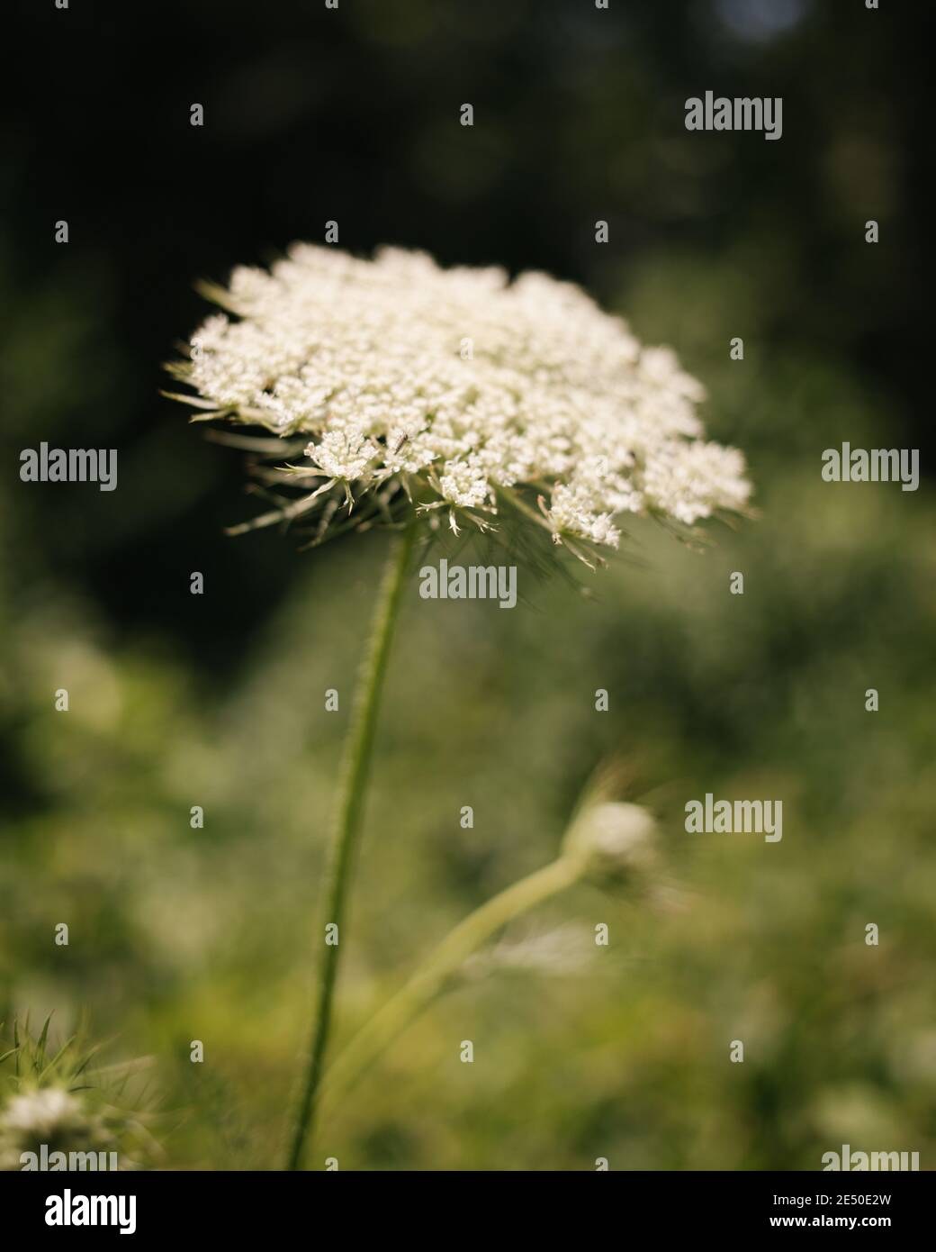 Close Up of White Budding Flower with Shallow Depth of Field, Nahant ...