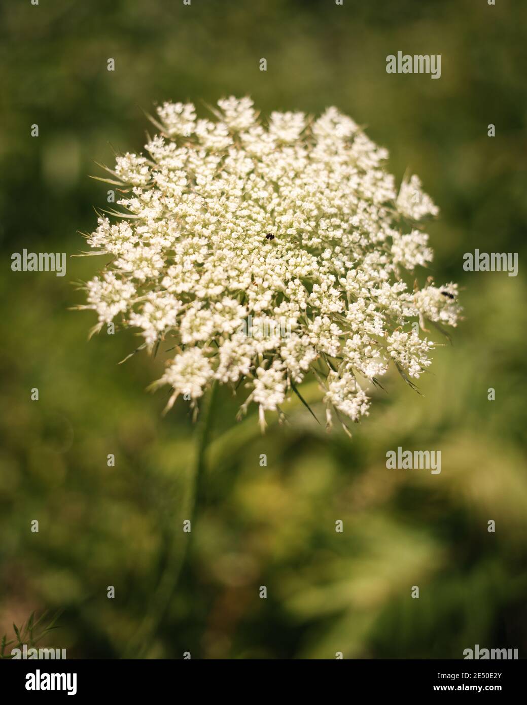 Close Up of White Budding Flower with Shallow Depth of Field, Nahant ...