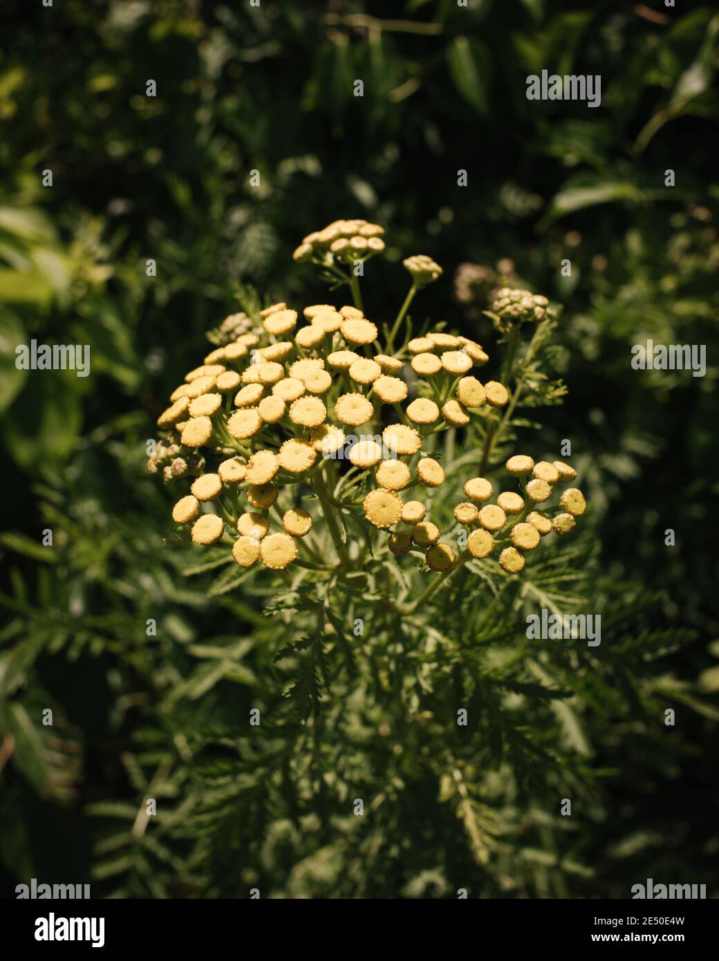 Budding flowers hi-res stock photography and images - Alamy