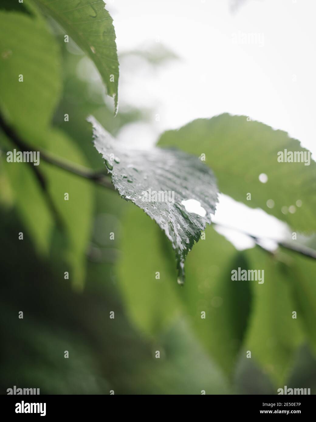 Camping rain hi-res stock photography and images - Alamy