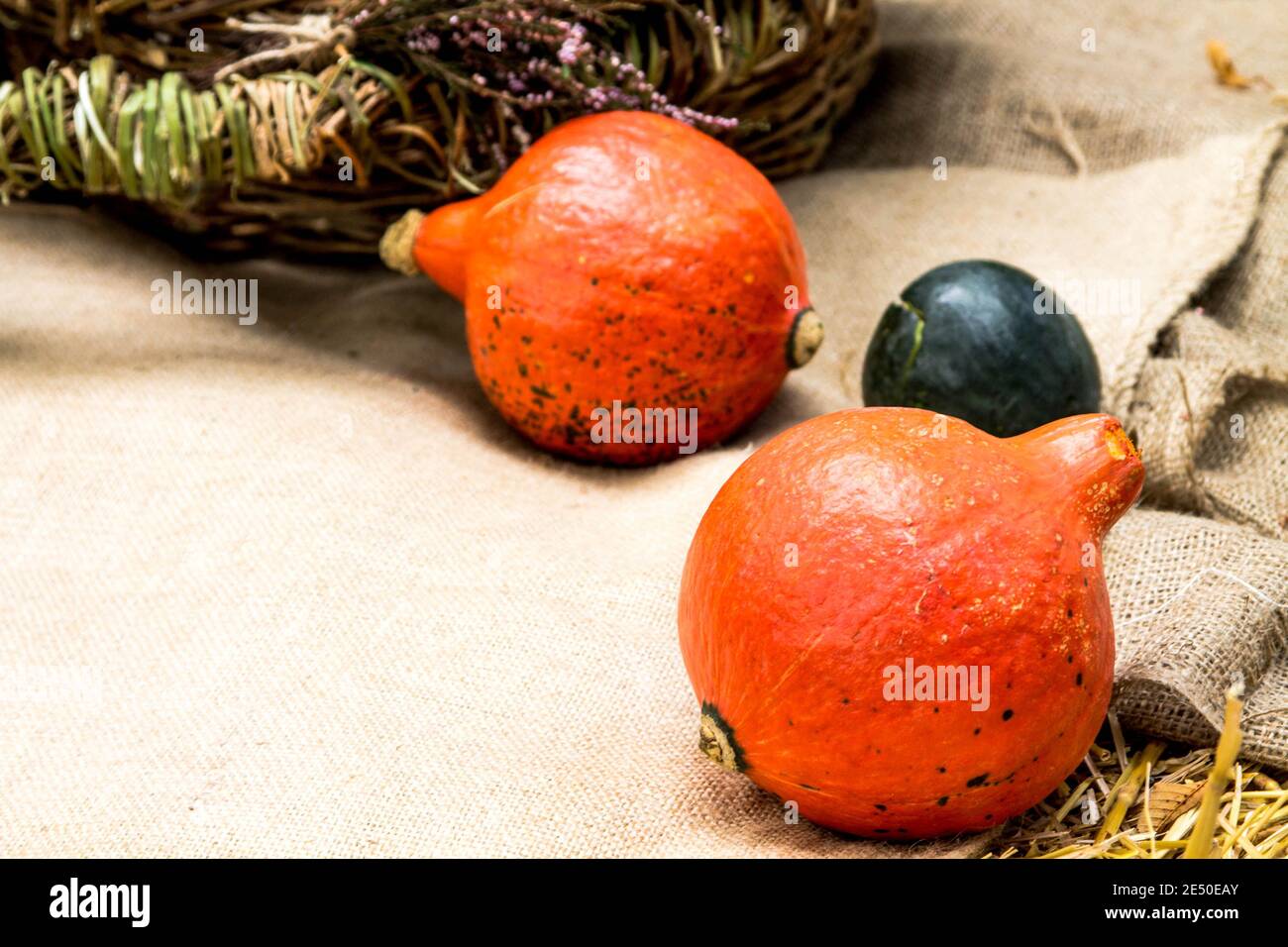 Knobby pumpkins hi-res stock photography and images - Alamy