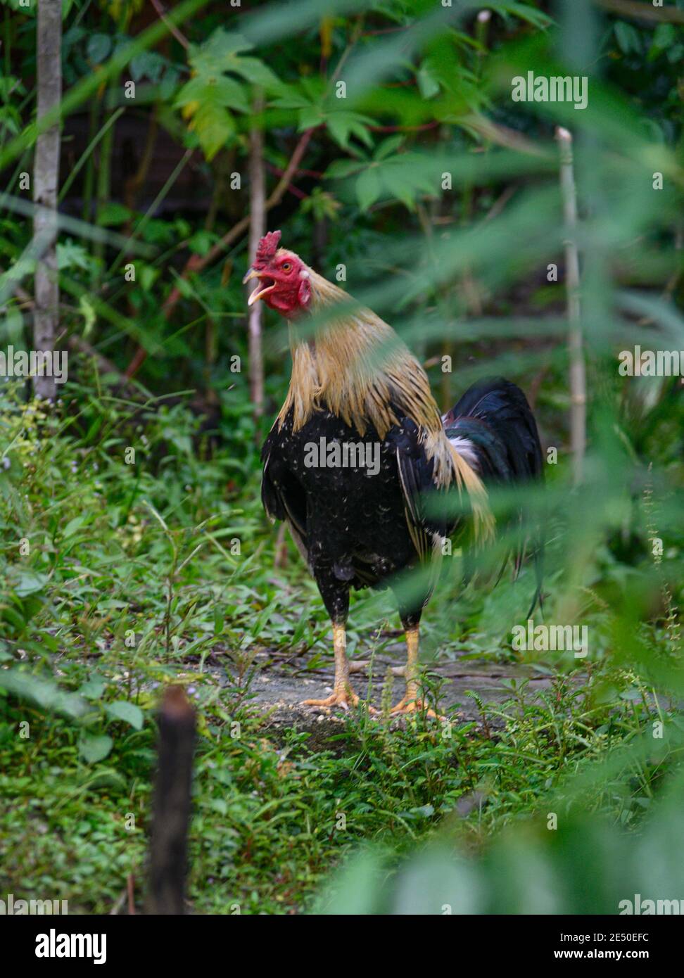 rooster crowing among green plants Stock Photo - Alamy