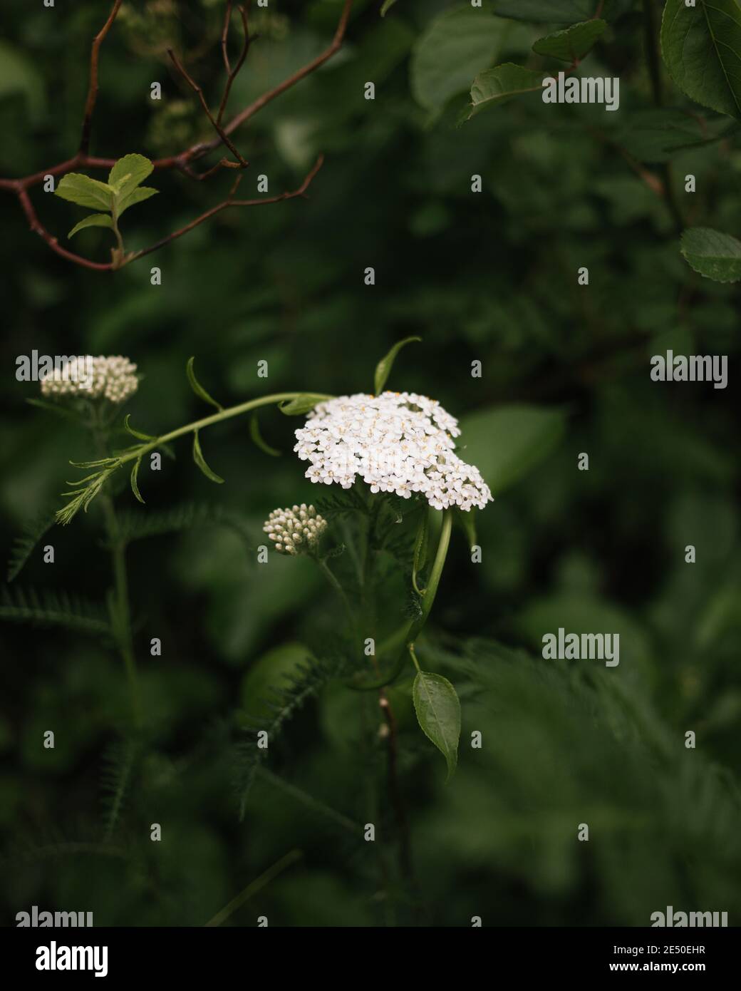 Budding White Flower with Fine Wrapping Around the Stem with Shallow ...
