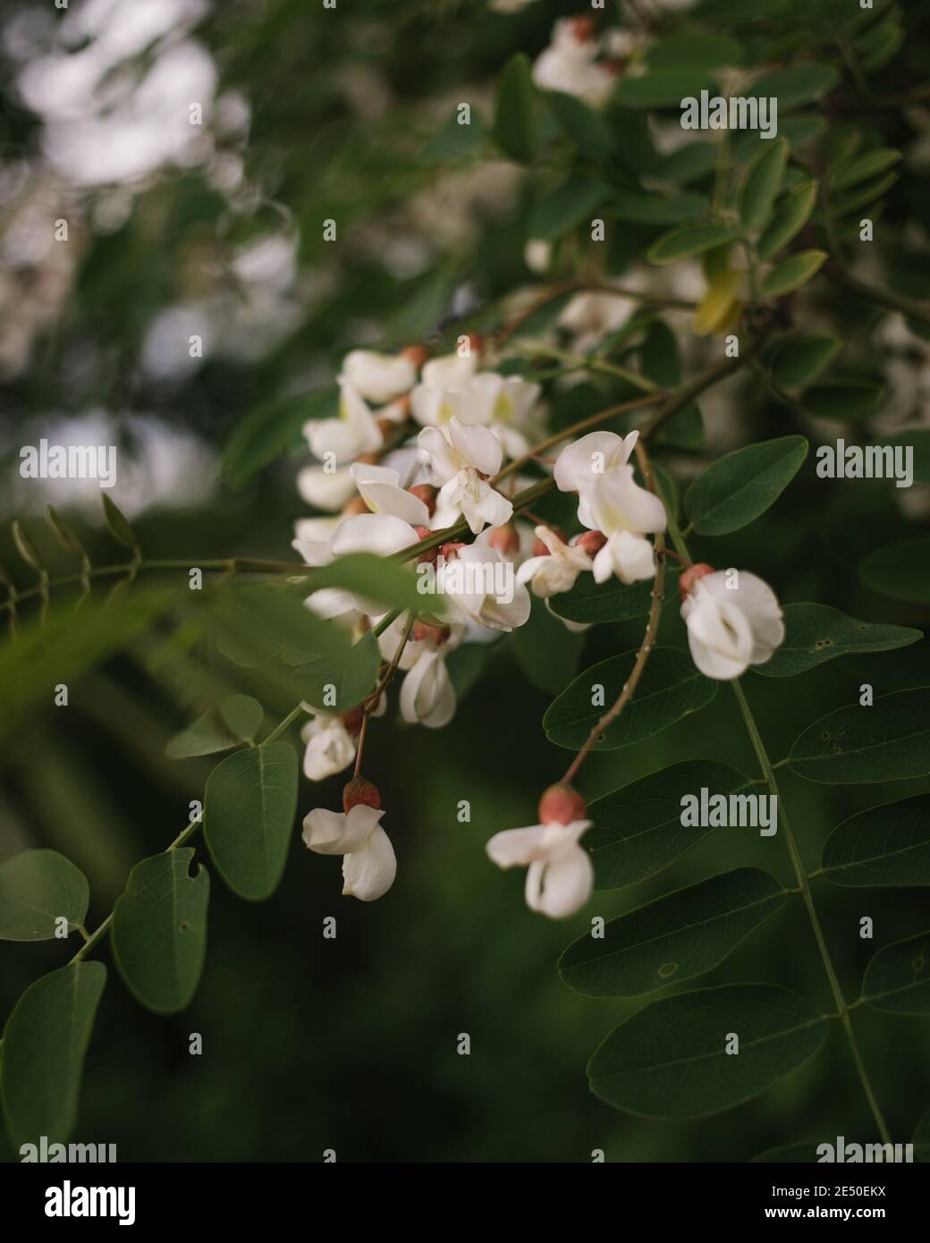 Budding flowers hi-res stock photography and images - Alamy