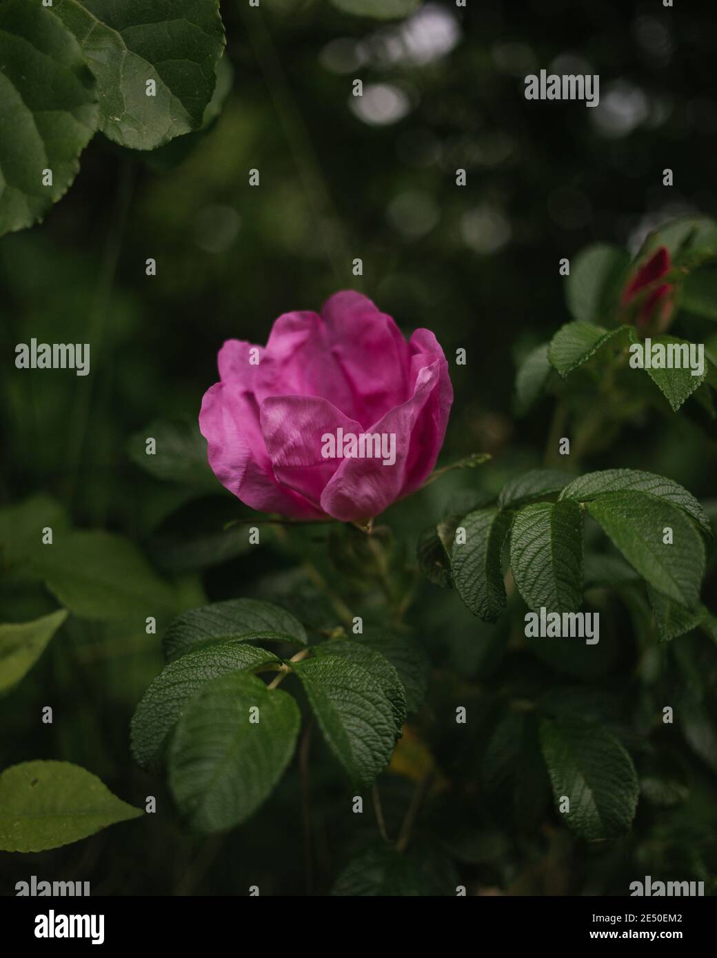 Budding flower hi-res stock photography and images - Alamy