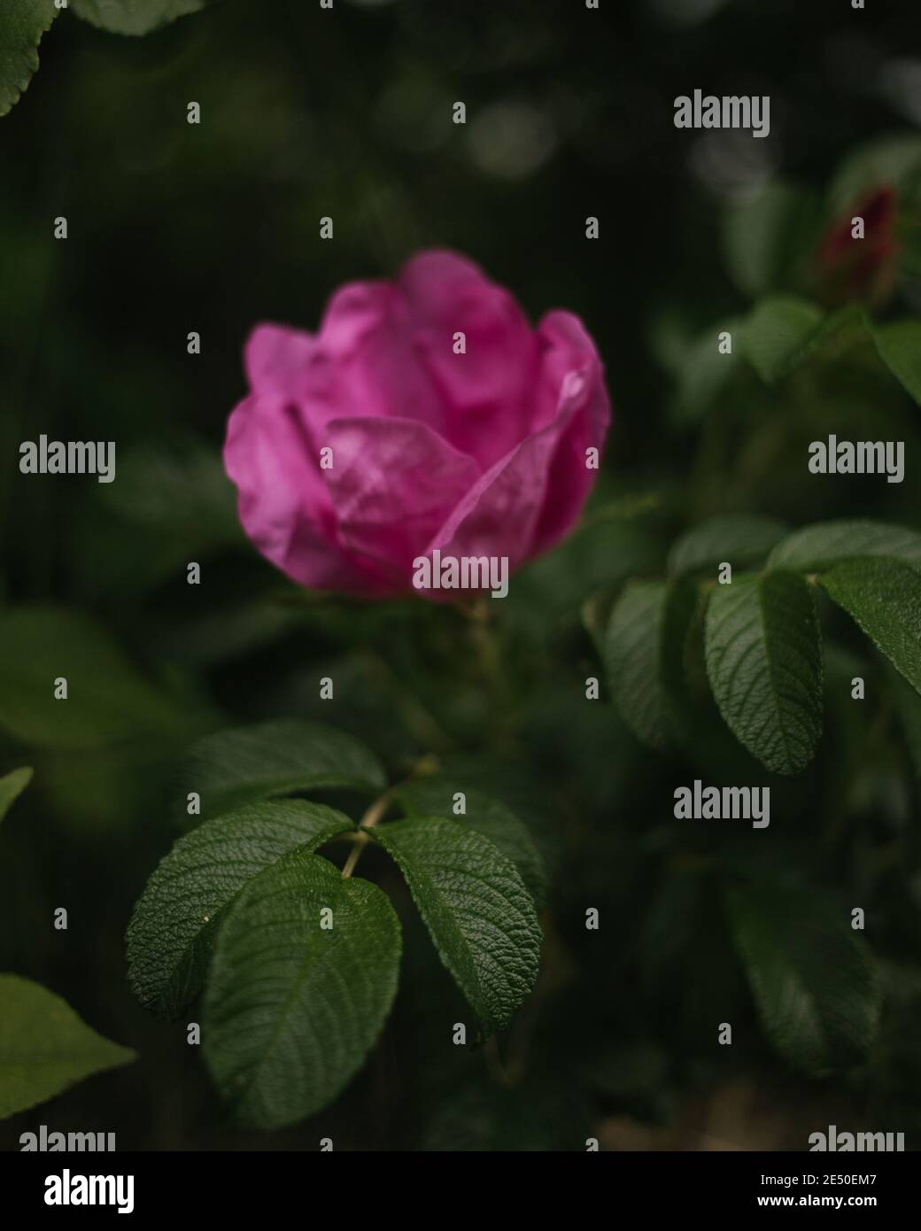 Budding flower hi-res stock photography and images - Alamy