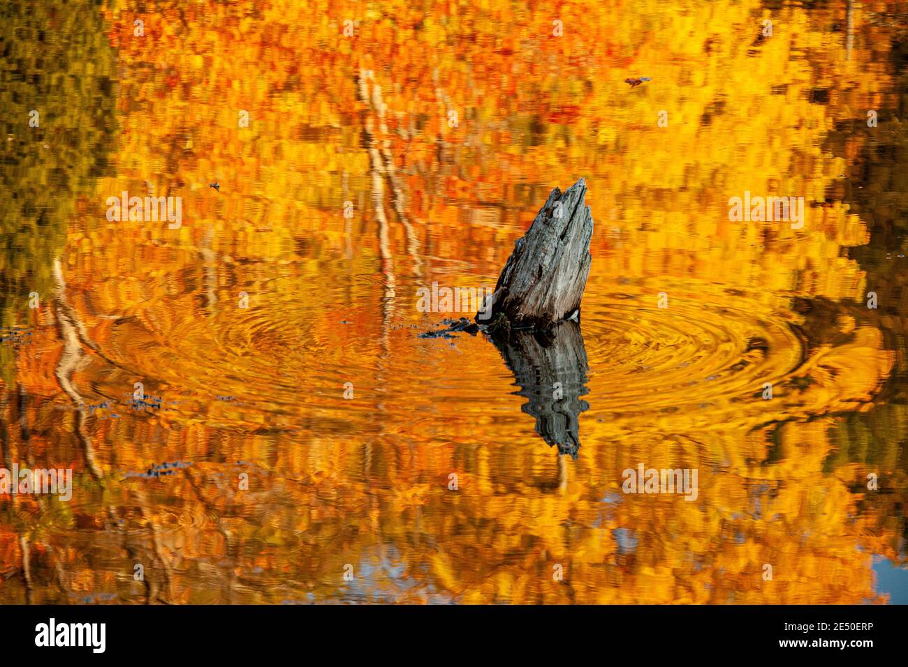 Fall colors and reflections, Delaware Water Gap, PA Stock Photo - Alamy