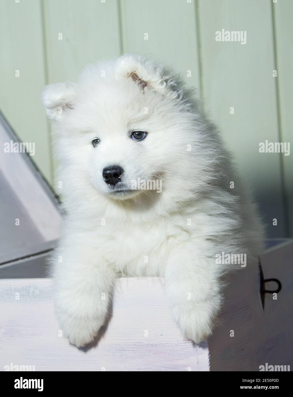 Sad fluffy white puppy hi-res stock photography and images - Alamy
